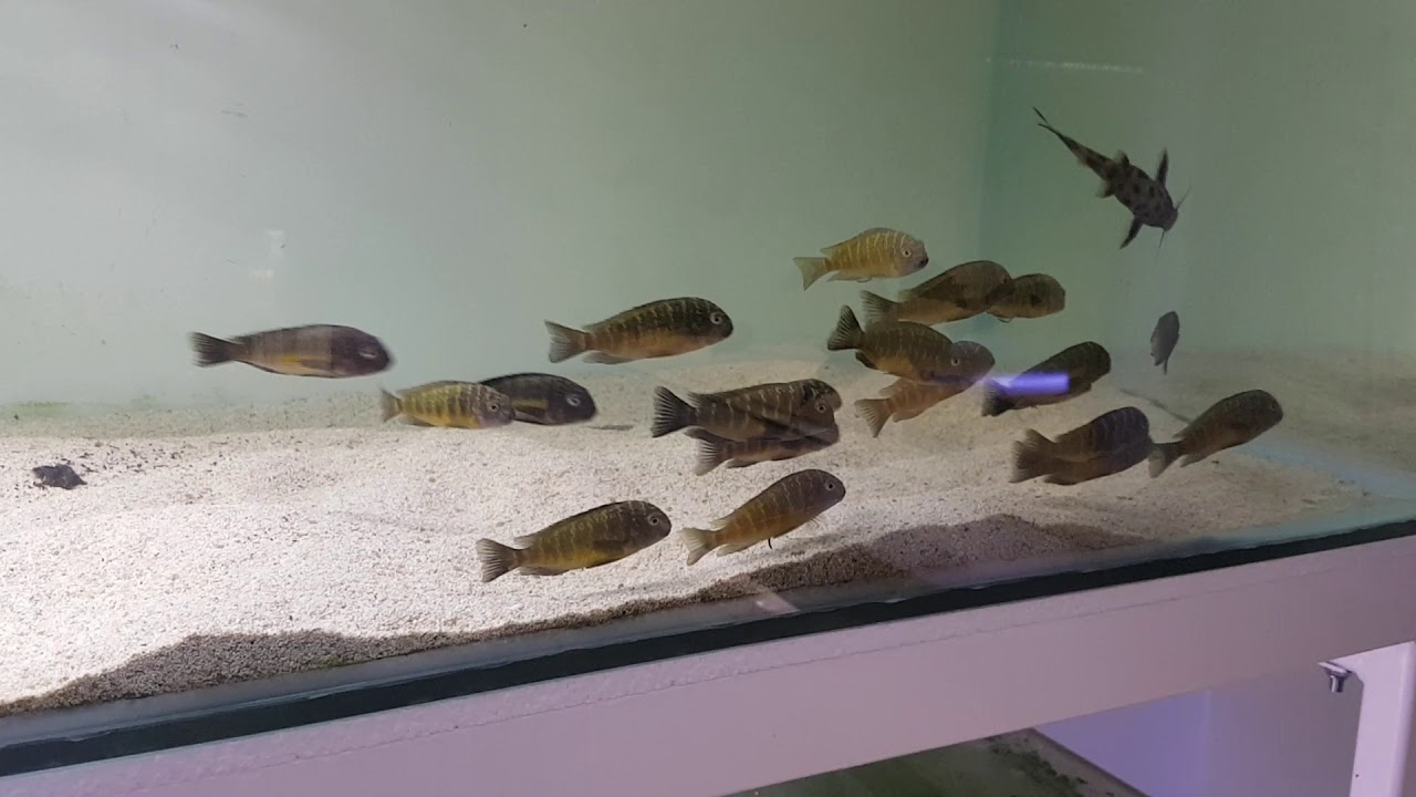 New arrivals! Golden Kalambo, Kepere, Golden Pemba and Tanzania Murago ...