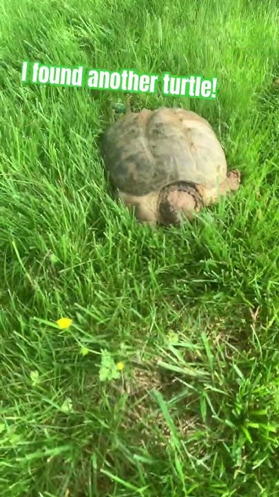 Another turtle! - YouTube