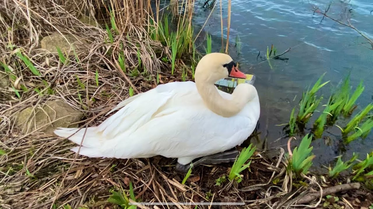 Confused Swan 🦢 back to safety 😊 - YouTube