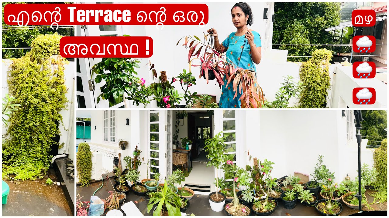 Terrace garden Preparation |Rhipsalis Plant Propagation |Rainy day|Achu ...