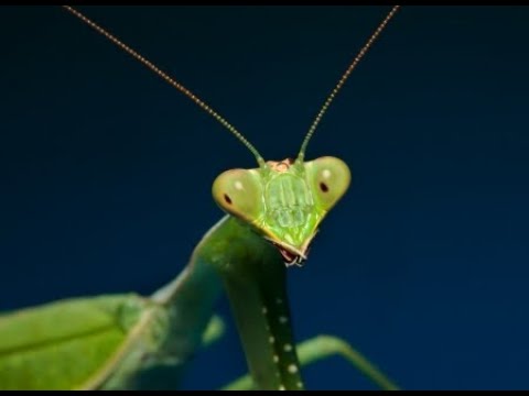 Старый, боевой стиль Богомола/Old, fighting style of Mantis - YouTube
