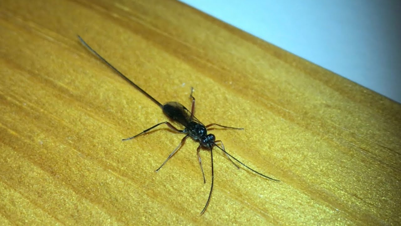 giant-Ichneumon wasp LONG TAIL - YouTube
