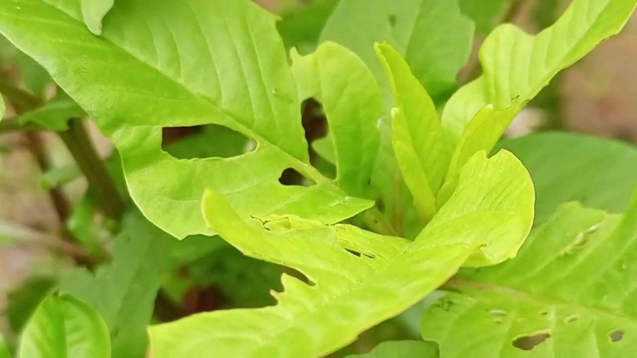 Vlog-22 || Beautiful Kalmi Plants Vegetables, Daily Improve My Kalmi ...