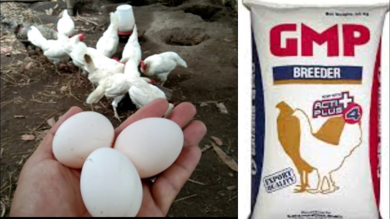 Pag gamit ng GMP 4 Breeder Pellet Quality kaya? - YouTube
