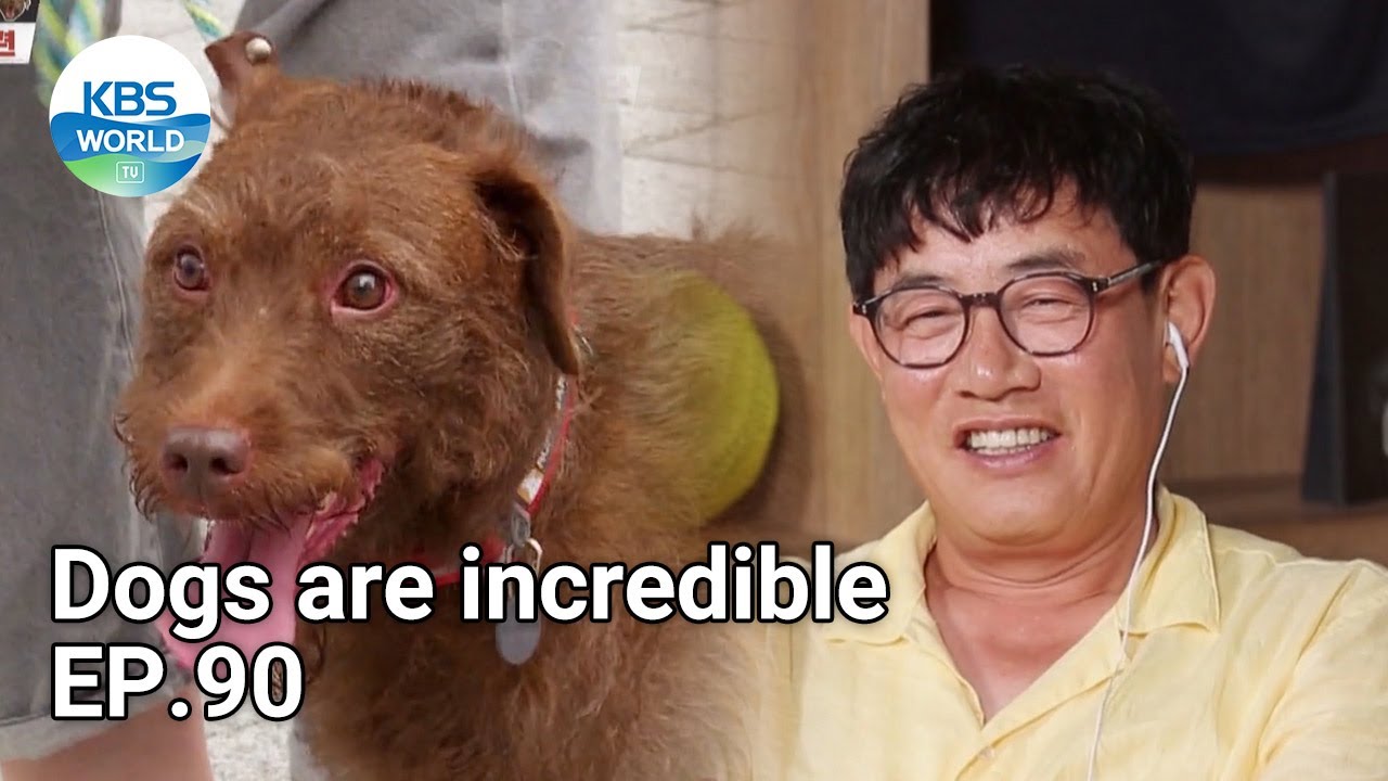 Dogs are incredible EP.90 | KBS WORLD TV 210901 - YouTube