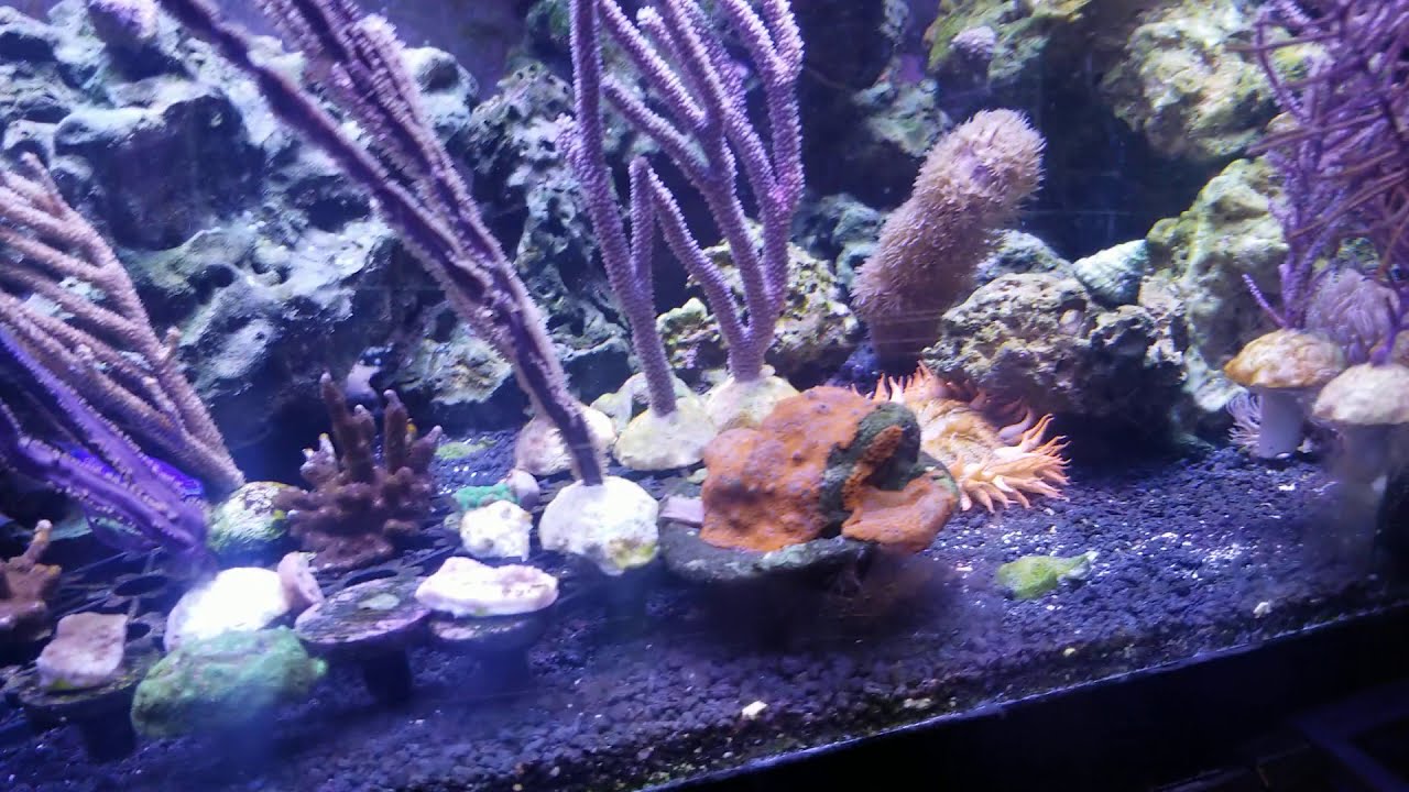 Gorgonian reef tank update 2021 - YouTube