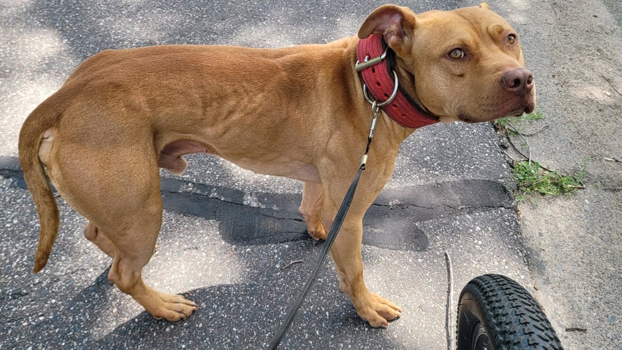 Twincity bulldog club *live* Working Pit bull - YouTube