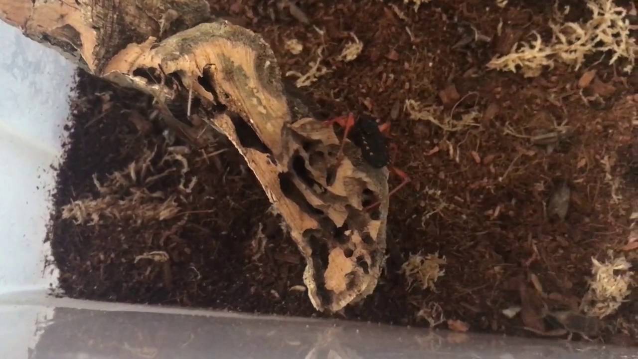 Psytalla Horrida (giant spiny assassin bug) feeding. - YouTube