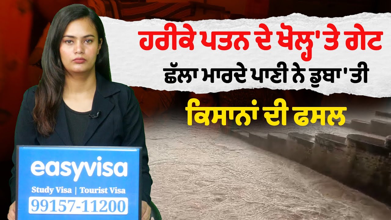 Harike Pattan ਦੇ ਖੋਲ੍ਹ'ਤੇ ਗੇਟ, Flood Gate ਪਾਣੀ ਨੇ ਡੁਬਾ' ਤੀ ਕਿਸਾਨਾਂ ਦੀ ...
