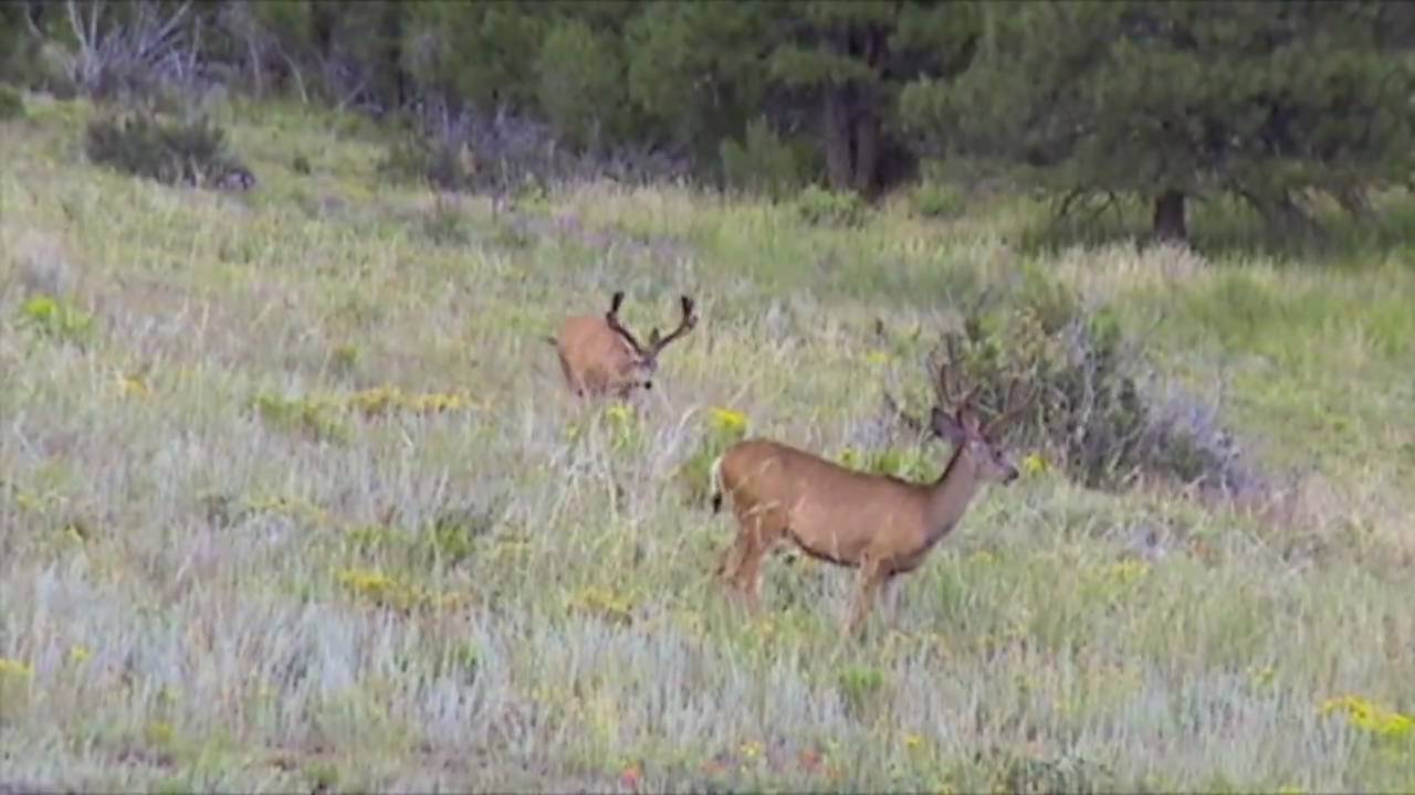 Four Mile Ranch Bucks - YouTube
