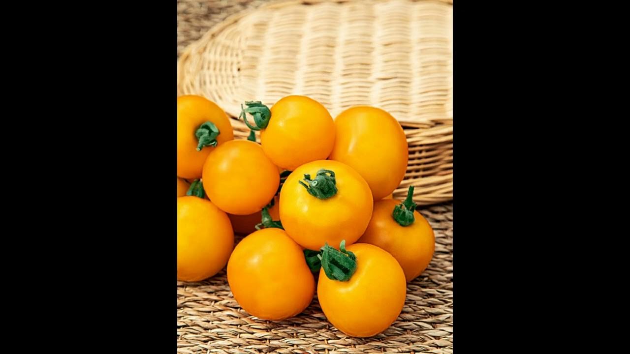 Самый лучший томат в мире 2023 г.!!! Высокоурожайный, сладкий и вкусный ...