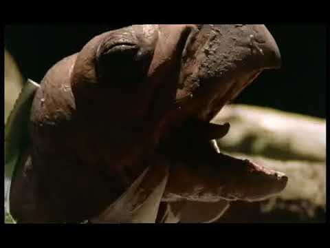 Walking with Beasts Se1 - Ep01 New Dawn - Part 08 - YouTube