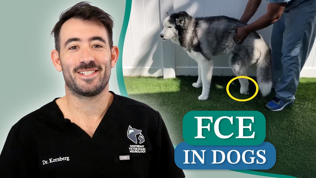 Fibrocartilaginous Embolism (FCE) in Dogs || Dr. Kornberg - YouTube
