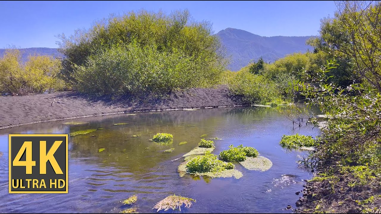 Beach Pond Nature Walk (With Ambient Nature Sounds And Music) - YouTube
