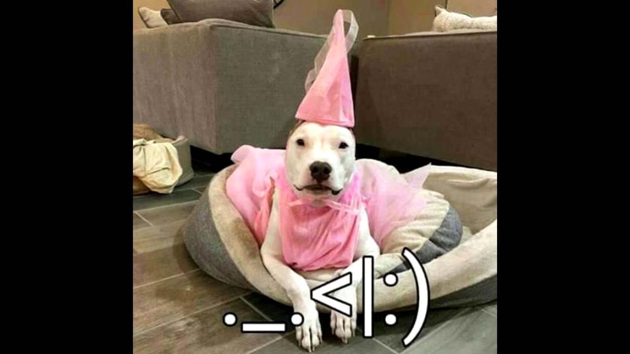 Imagenes del perro ._.XD con musica de Panda de fondo - YouTube
