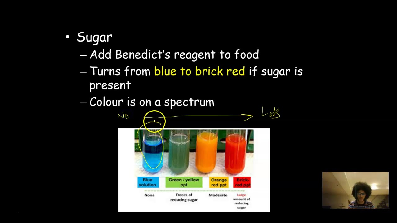 Food Tests - AQA GCSE Biology 4.2.2.1 - YouTube