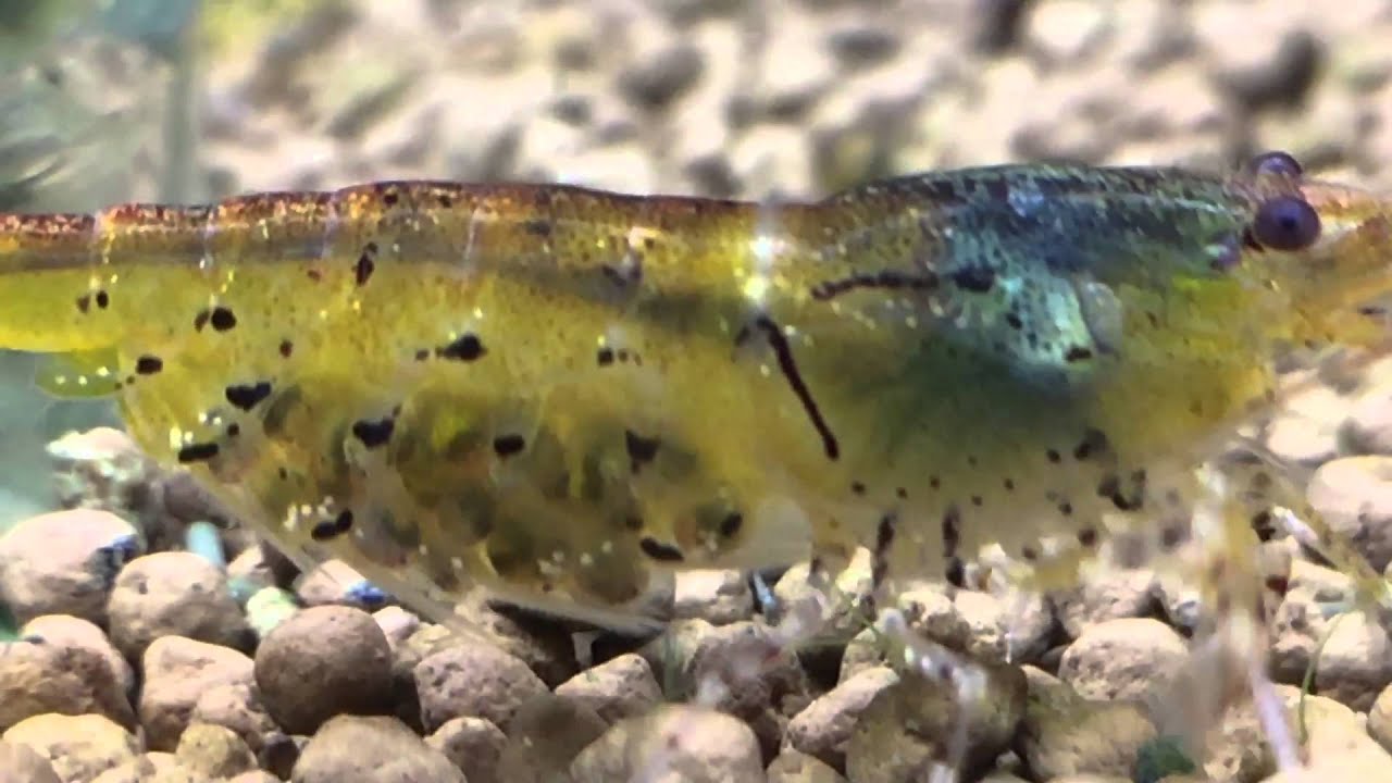 Tangerine Tiger Shrimp Fanning Her Eggs - YouTube