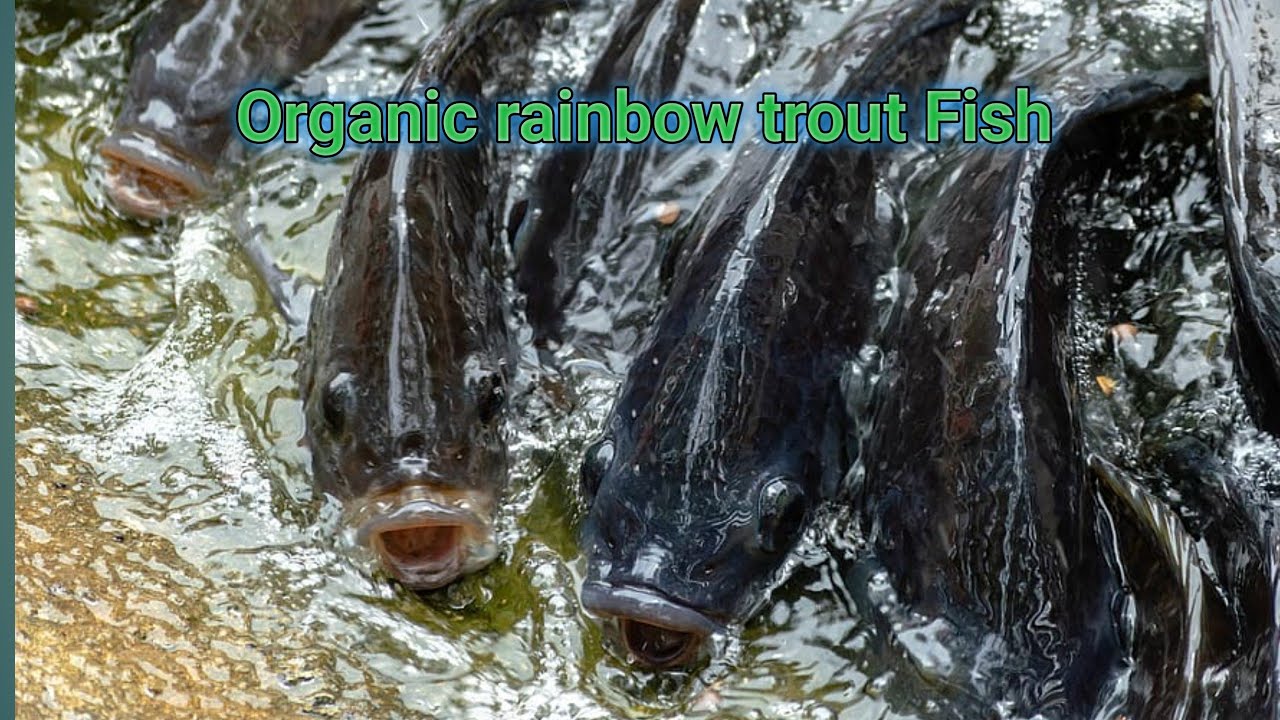 Organic Fish Farming - YouTube