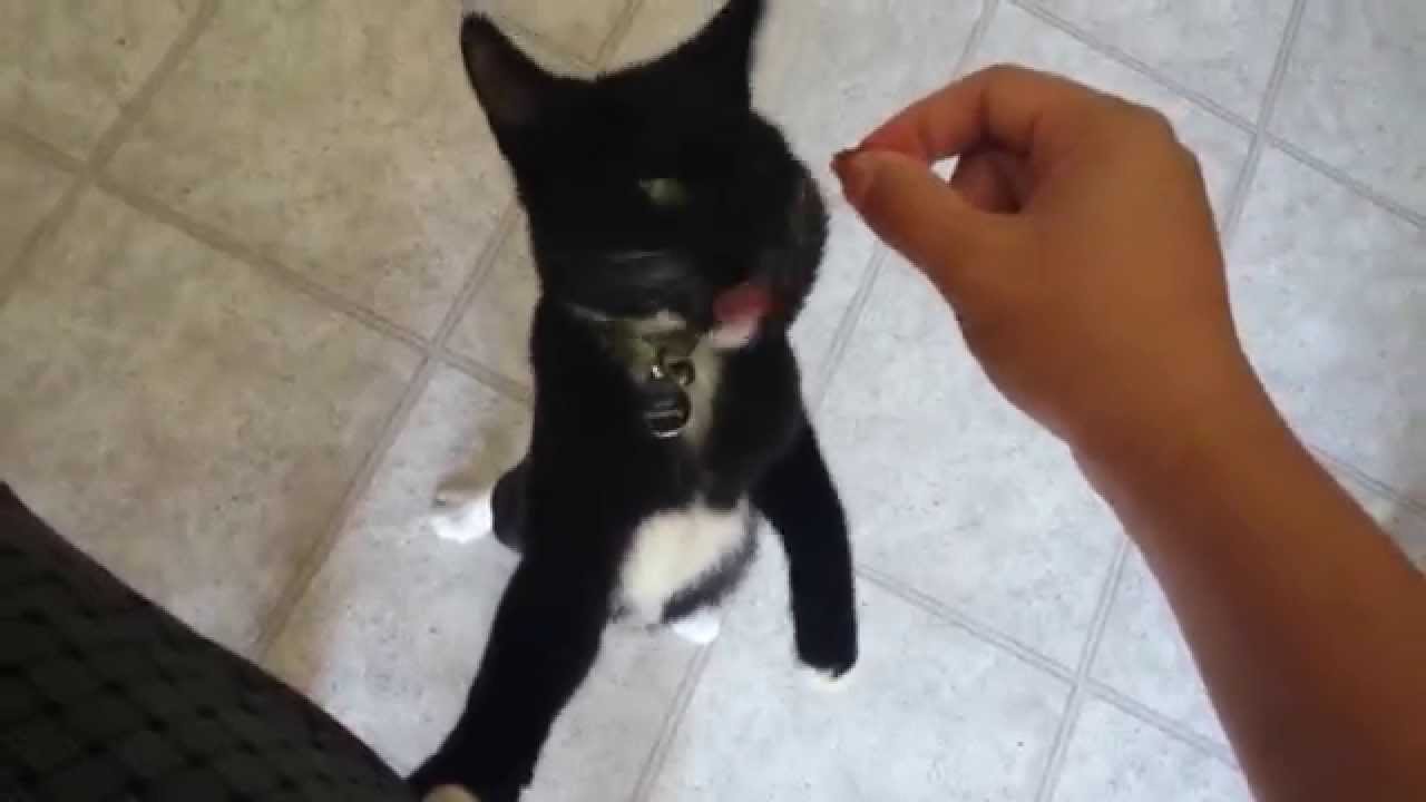 Kitten Begs For Food - YouTube