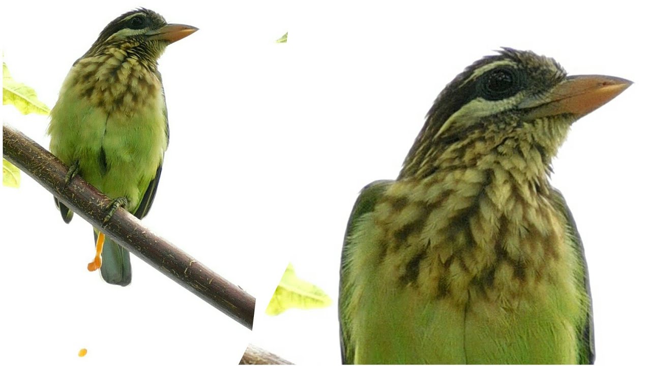 White-cheeked barbet / small green barbet calling sound | Megalaima ...