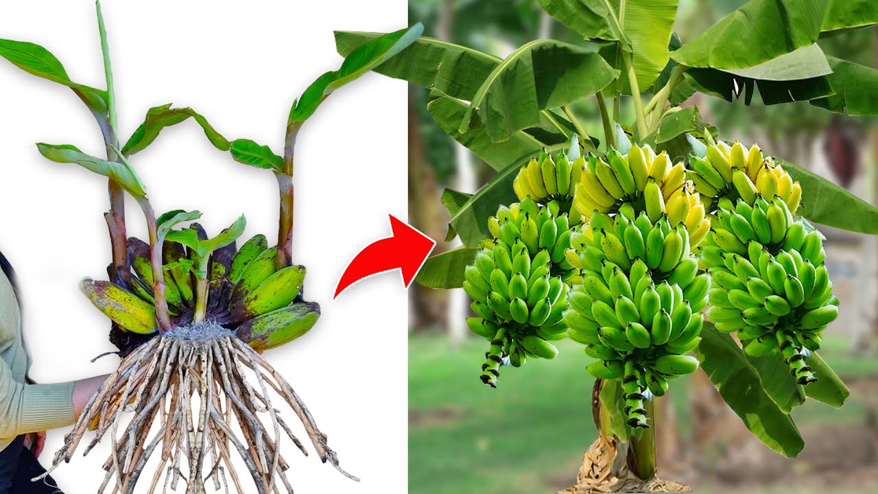 My Special Technique for Grafting Banana Trees To Bear Fruit and ...