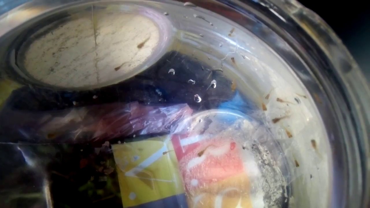 Mis peces Guppy recién nacidos - YouTube