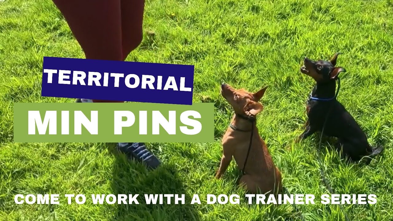 Watch How We Train 2 Miniature Pinschers | Come To Work With A Dog ...