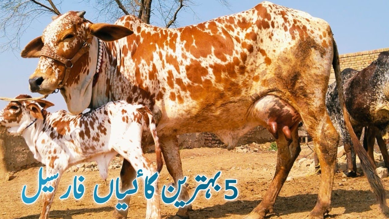 Cholistan sahiwal cows for sale in pakistan - YouTube