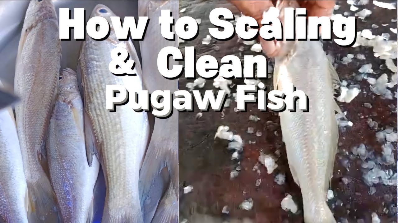 How to Scaling & Cleaning Pugaw Fish - YouTube
