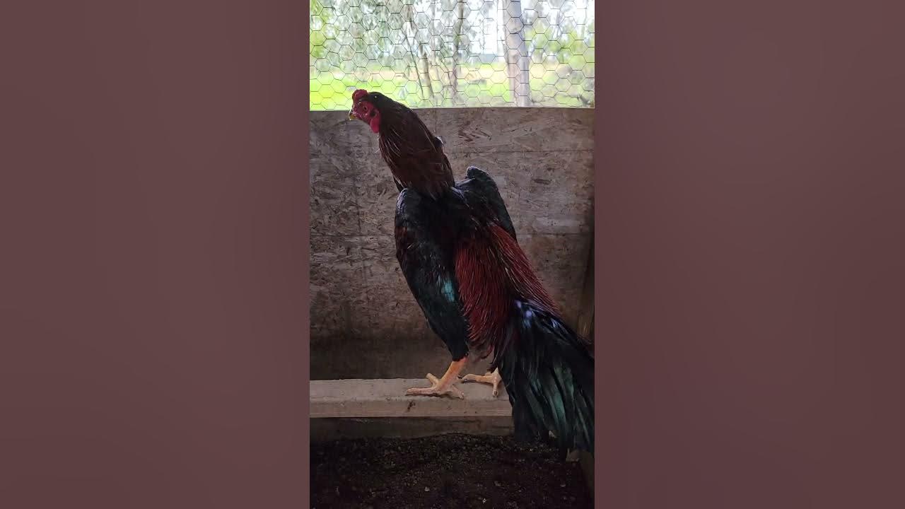 Rov mus saib qaib ua si ram vaj - YouTube