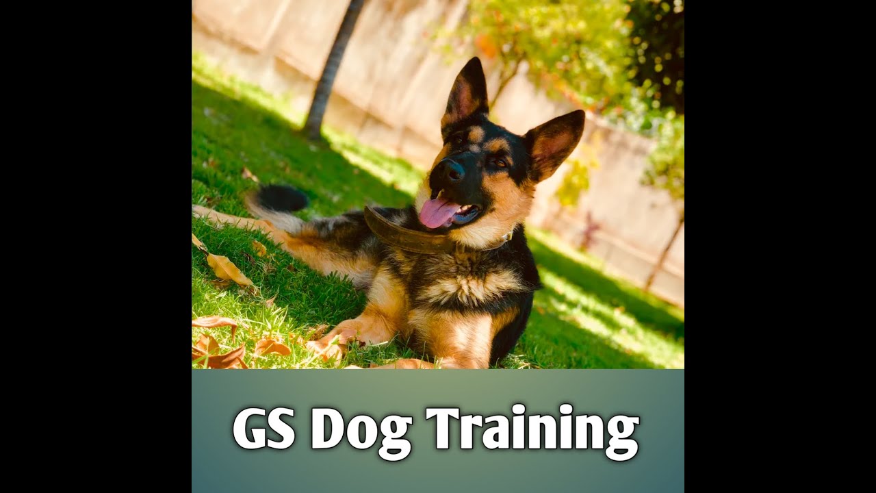 GS dogs training// Introduction part// SM Veterinary INFO - YouTube