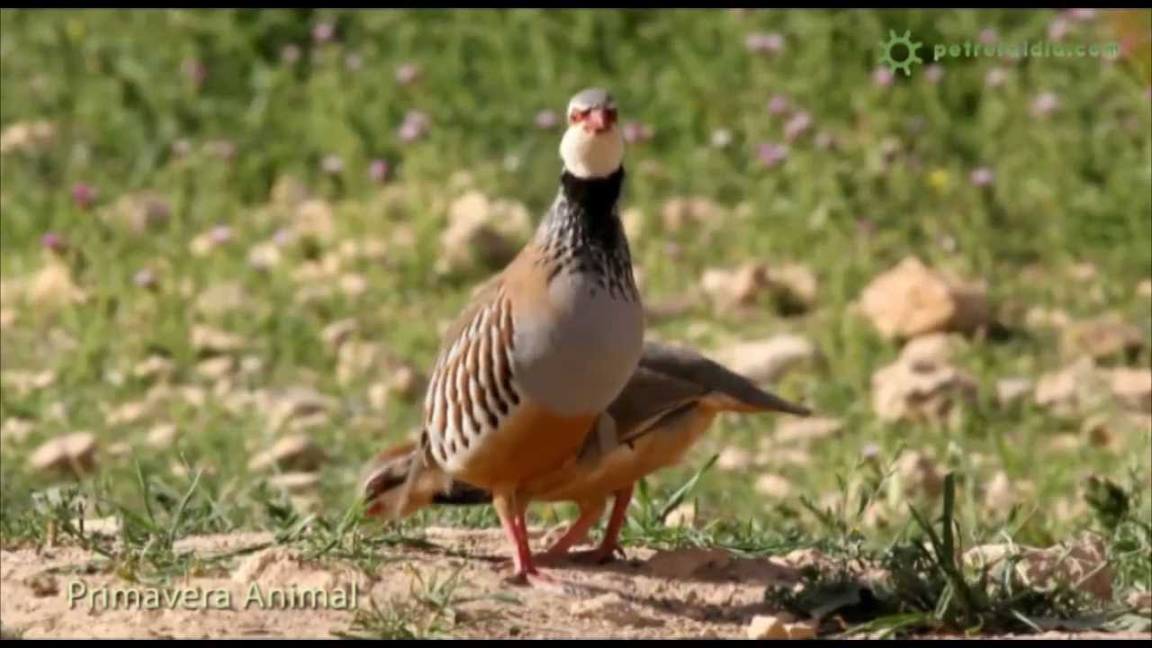 Primavera Animal - YouTube