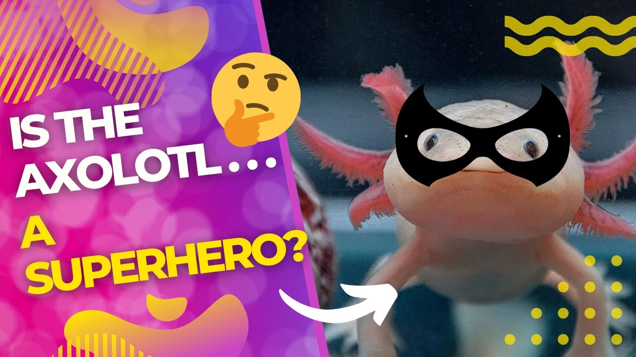 THE SUPERPOWERS OF THE AXOLOTL (Ambystoma Mexicanum) | Poster ...