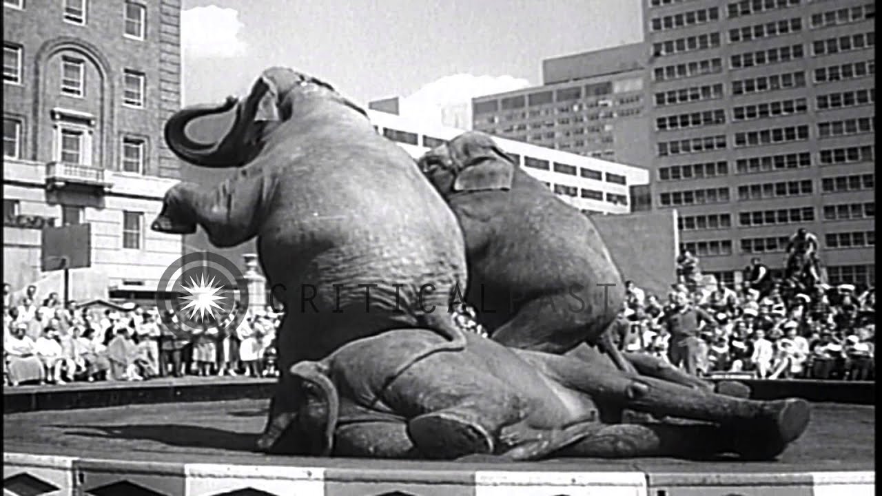 Elephants and the clowns of the Ringling Brothers Barnum-Bailey Circus ...
