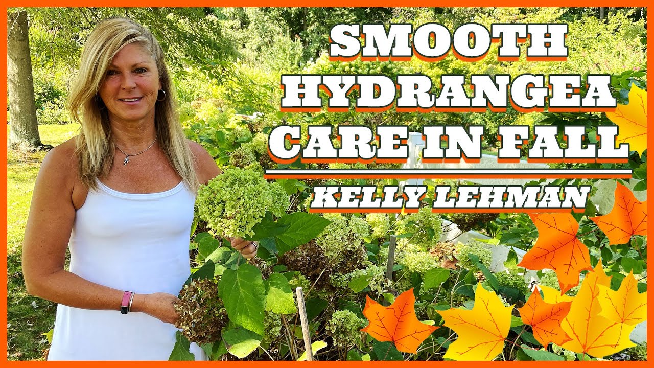 Smooth Hydrangea Care in Fall | Kelly Lehman - YouTube