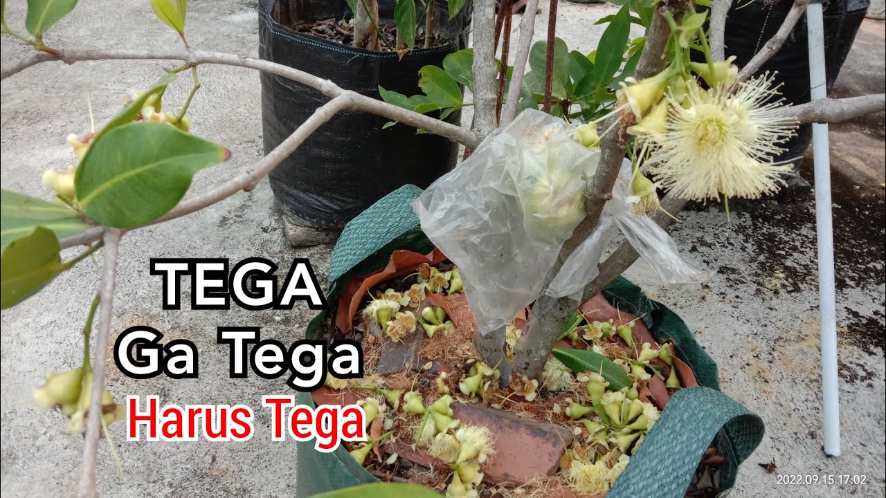 Harus TEGA" Jika bunga Jambu Air terlalu Lebat - YouTube