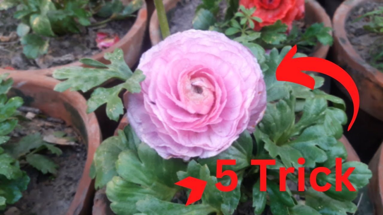 How To Grow Ranunculus Flower | 5 Trick to Grow LOTS of Flower. # ...