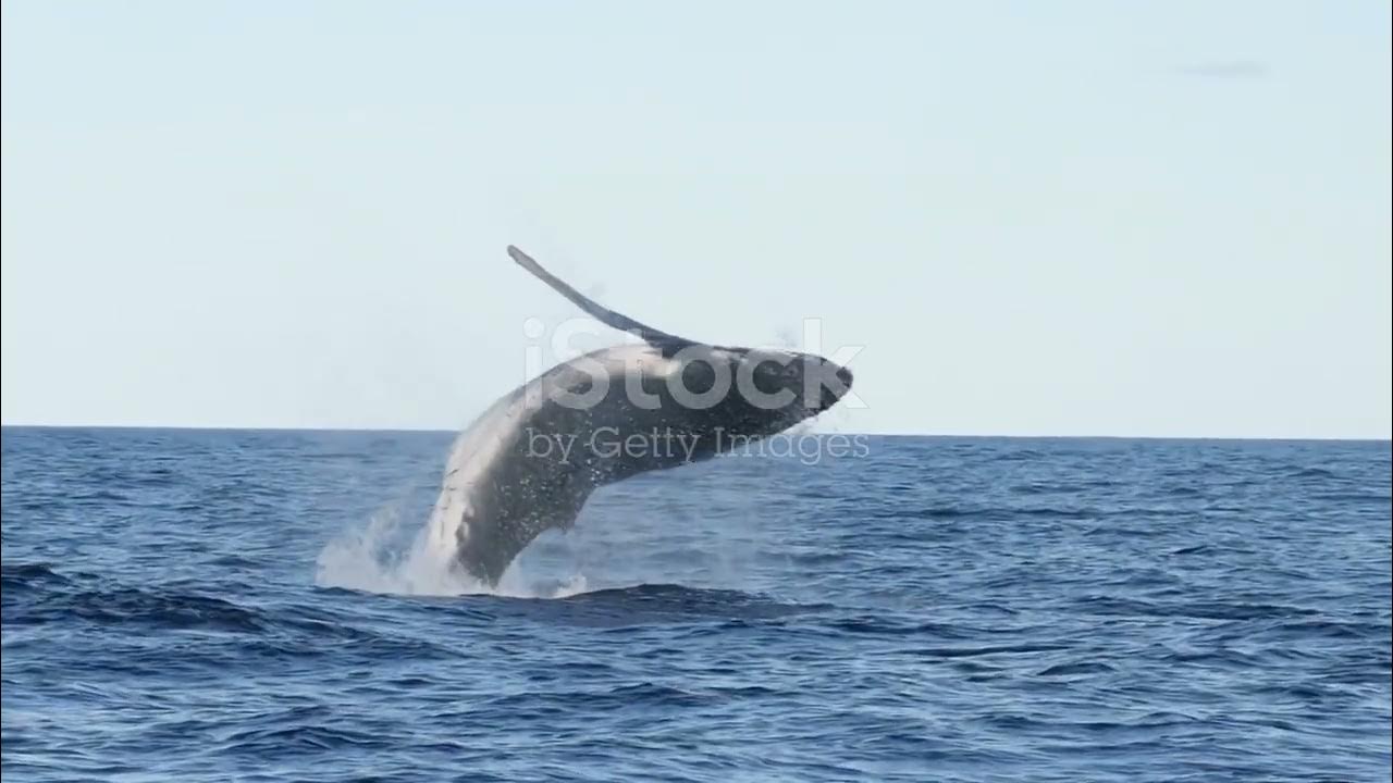 Dive into the Ocean's Wonders - YouTube