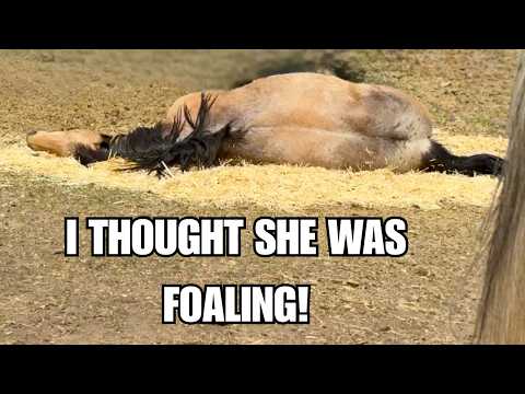 Pregnant horse gave me a scare ~ Time to build her maternity suite!