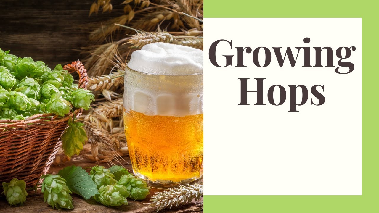 Hops: Easy to Grow Perennial - YouTube