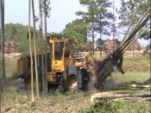 Tigercat 720D wheeled feller buncher in Eucalyptus - YouTube