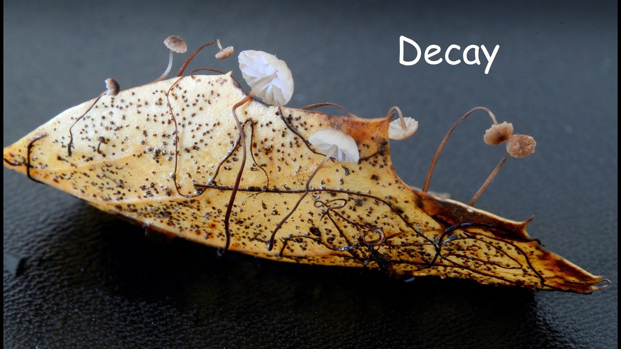 Decay by KiwiPenguin 100% (Extreme Demon) | GD - YouTube