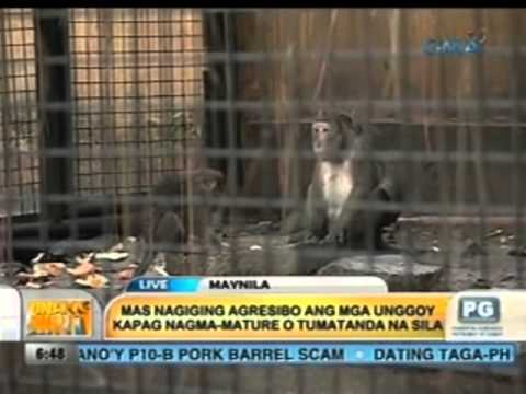 Unang Hirit: Wild Monkeys sa Manila Zoo - YouTube