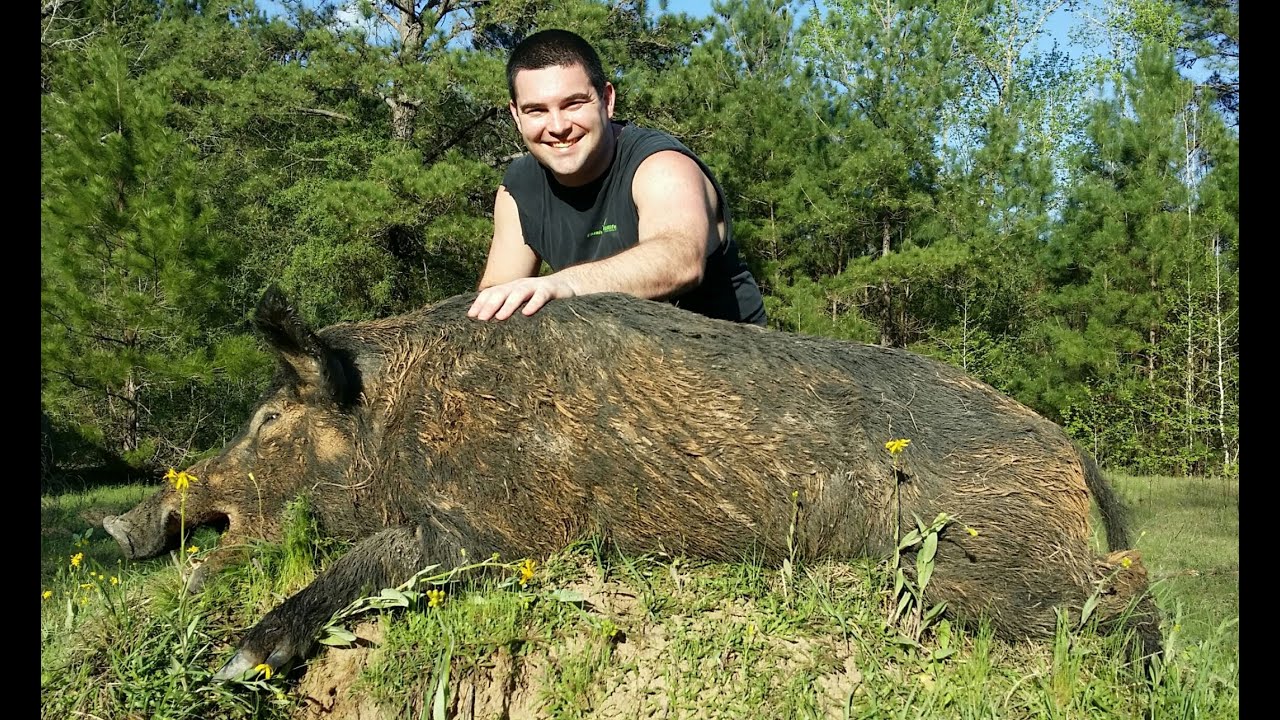 Muddy Boar Gets Whacked - YouTube
