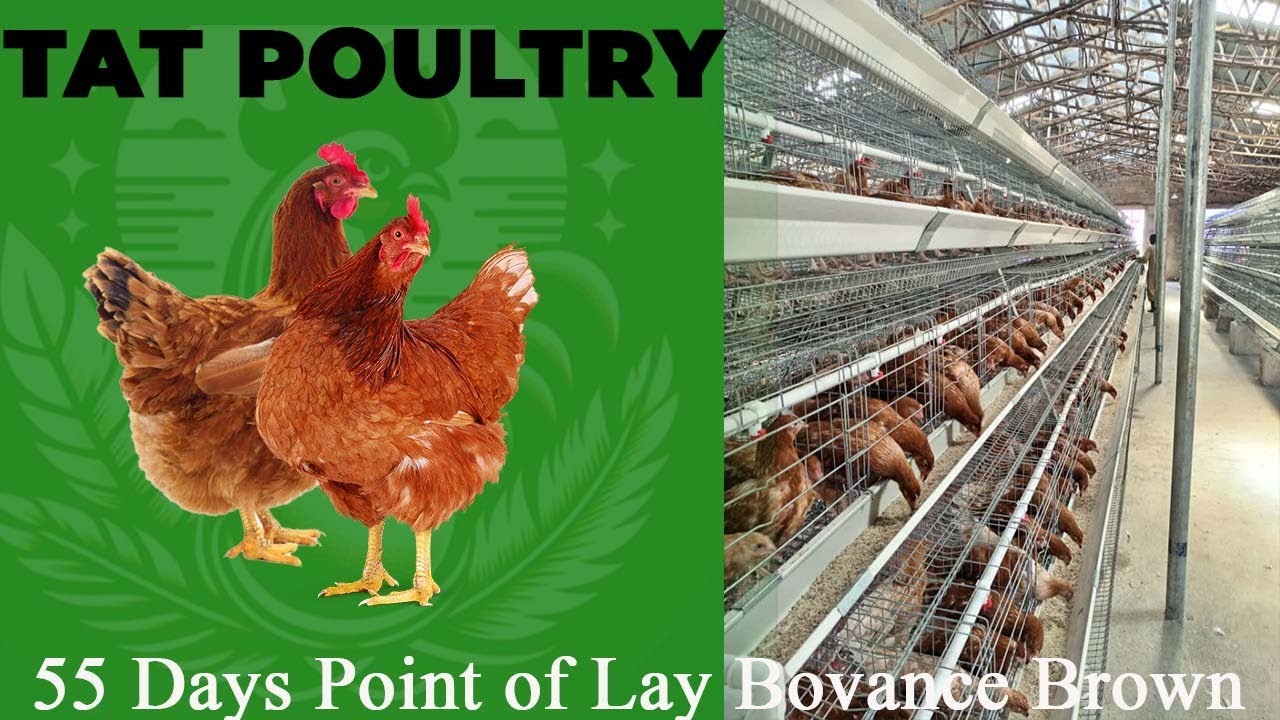 55 days point of lay Bovance Brown with excellent uniformity and ...