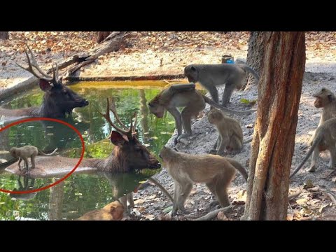 Monkeys and deer have very good relationships, they always come to play ...