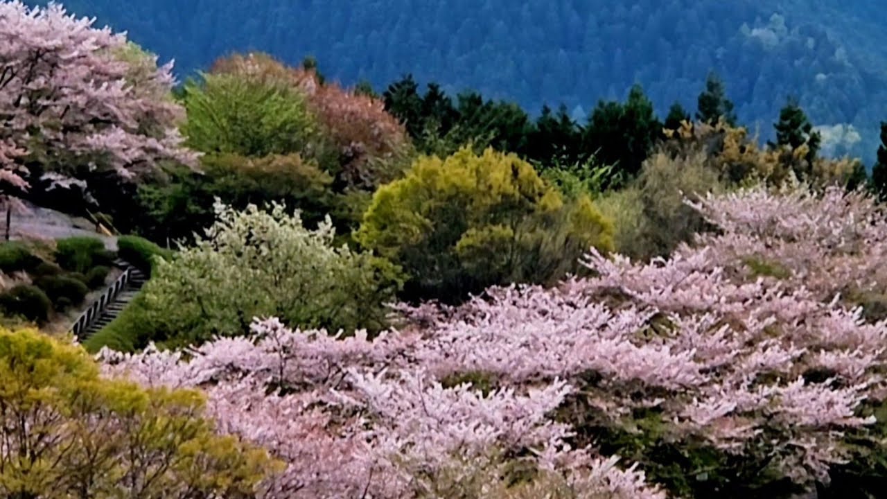 Spring in Japan • Sakura • Sakurayama • Gunma • April 2024 - YouTube