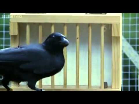 Clever Crow - Solving one of the most complex tests for animals - YouTube