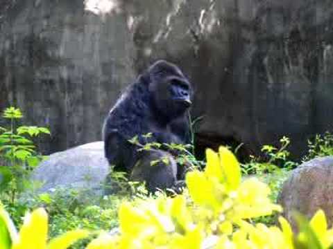 Zoo Atlanta - Ivan is King - YouTube