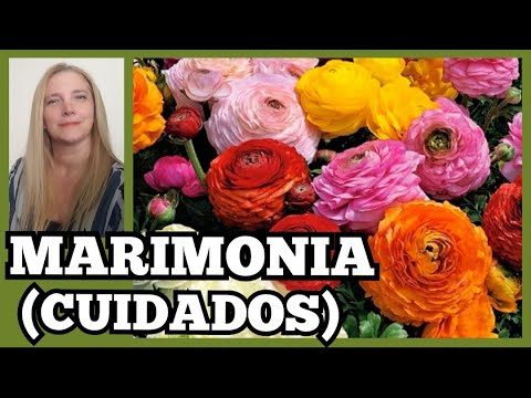🌺ROSA MARIMONIA / Cuidados de la Rosa Marimonia ...